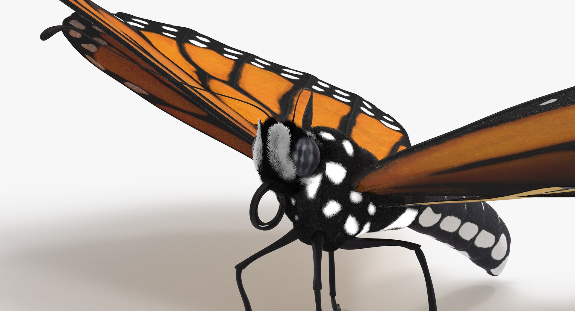 Monarch Butterfly Standing V2 Obj