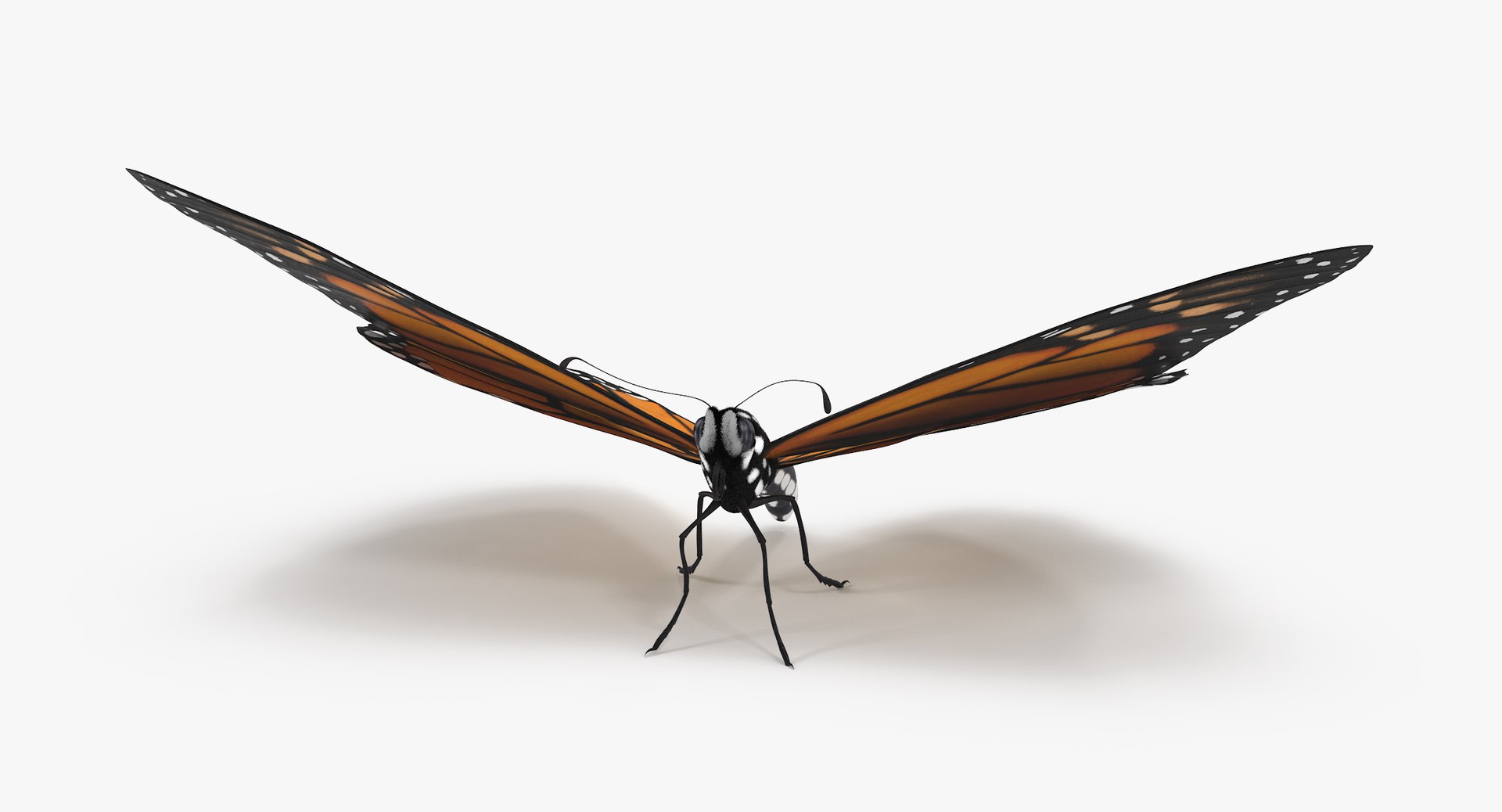 Monarch Butterfly Standing V2 Obj