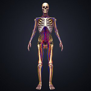 Download Free & Premium Human Skeleton Veins 3D Models | TurboSquid