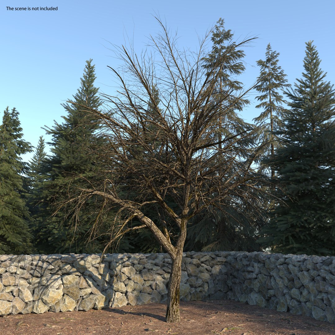 Winter Pear Tree Model - TurboSquid 1432261