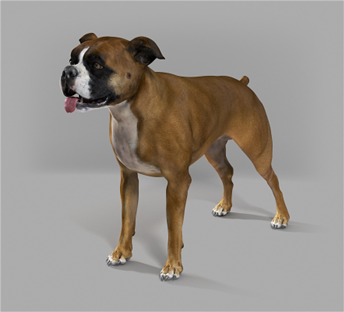 Boxer Dog C4d