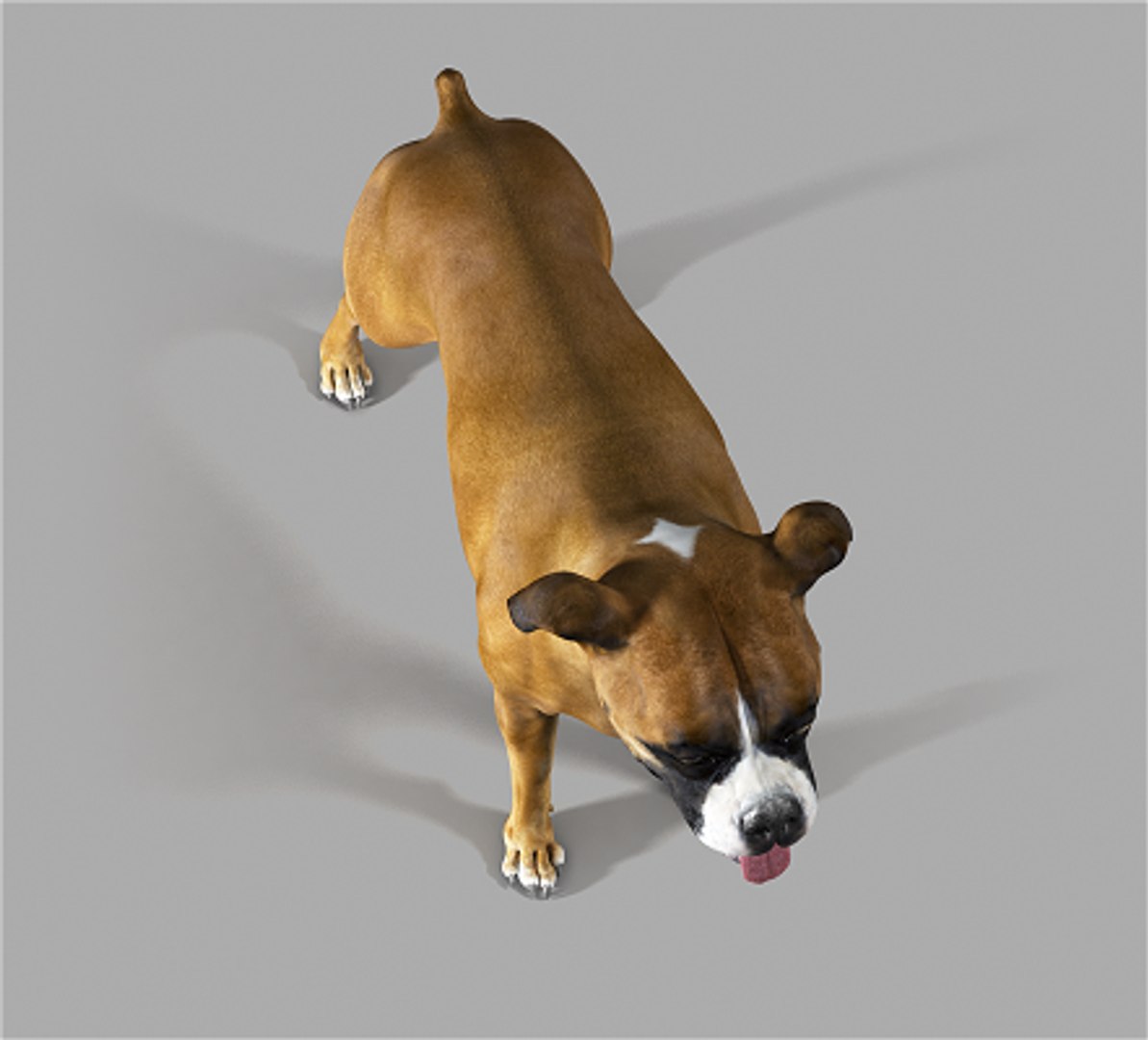 Boxer Dog C4d