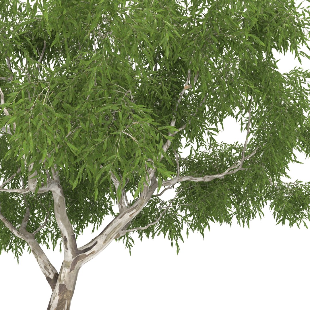 3d model eucalyptus tree