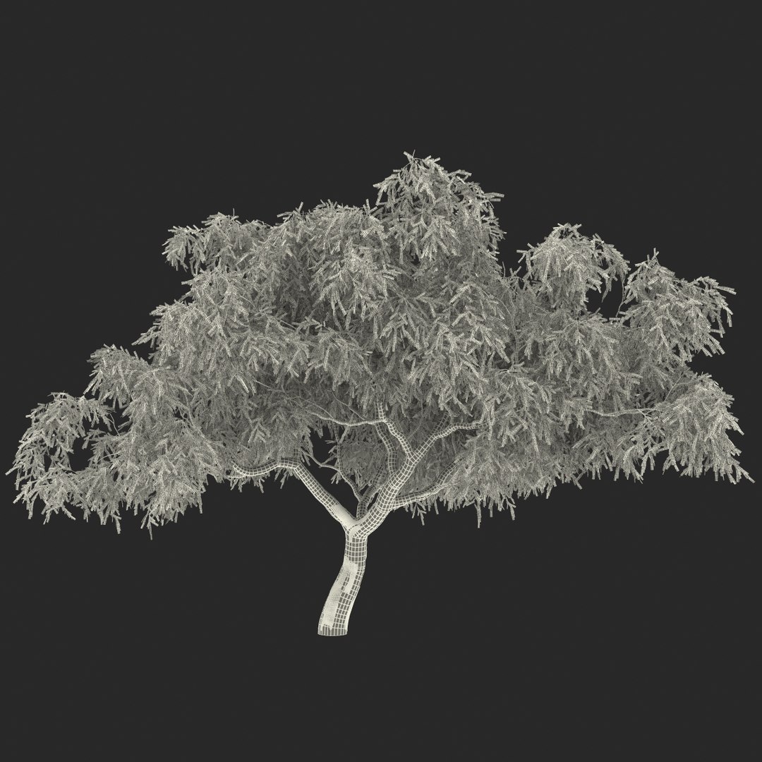 3d model eucalyptus tree