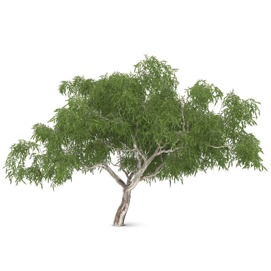 3d model eucalyptus tree