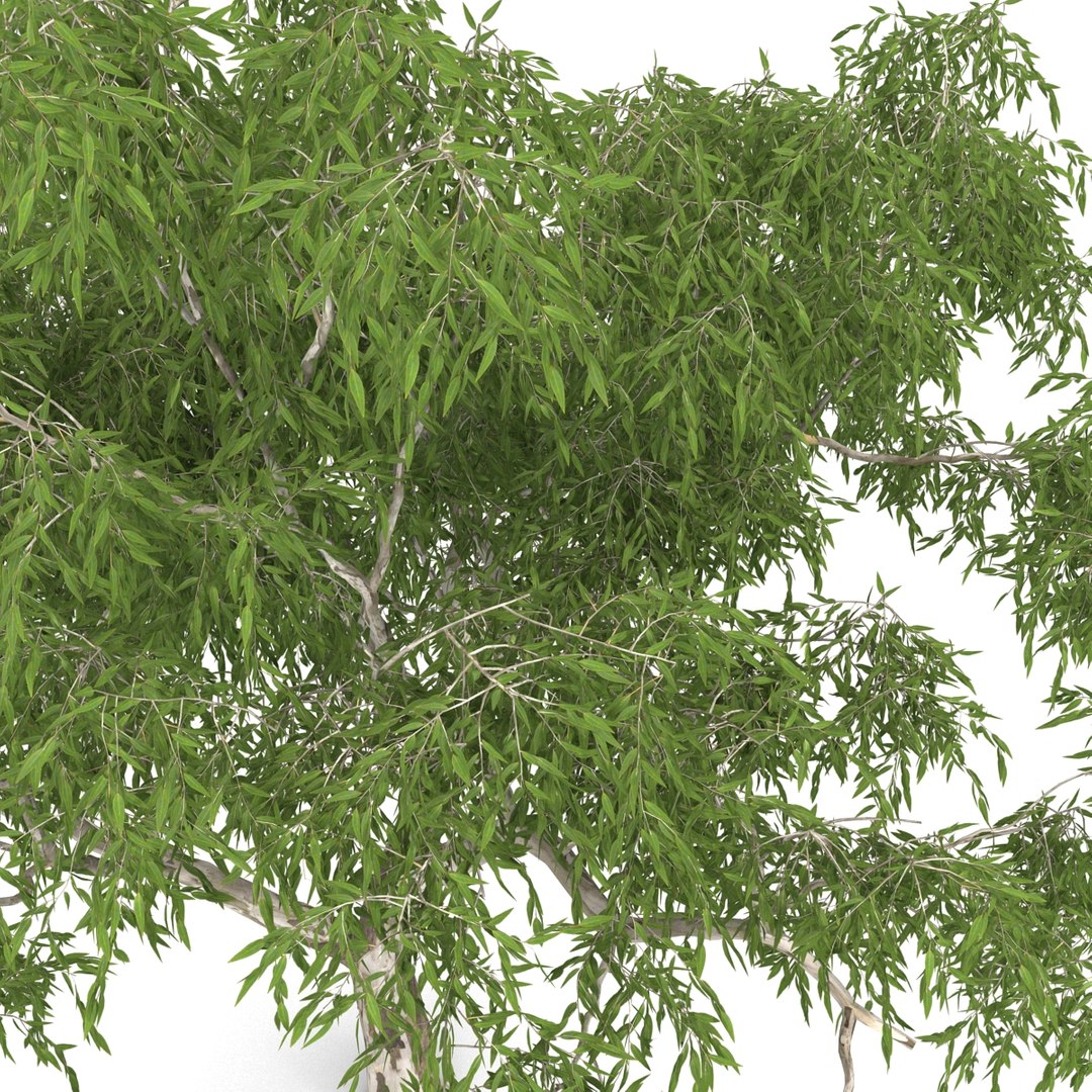3d model eucalyptus tree
