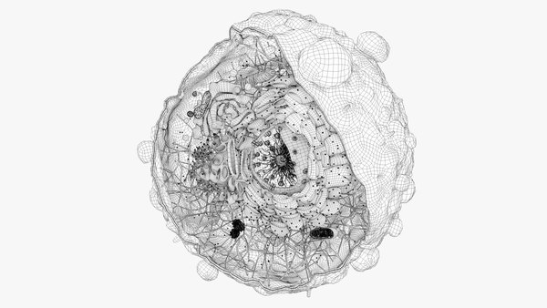 3D cancer cell nucleus model - TurboSquid 1464153