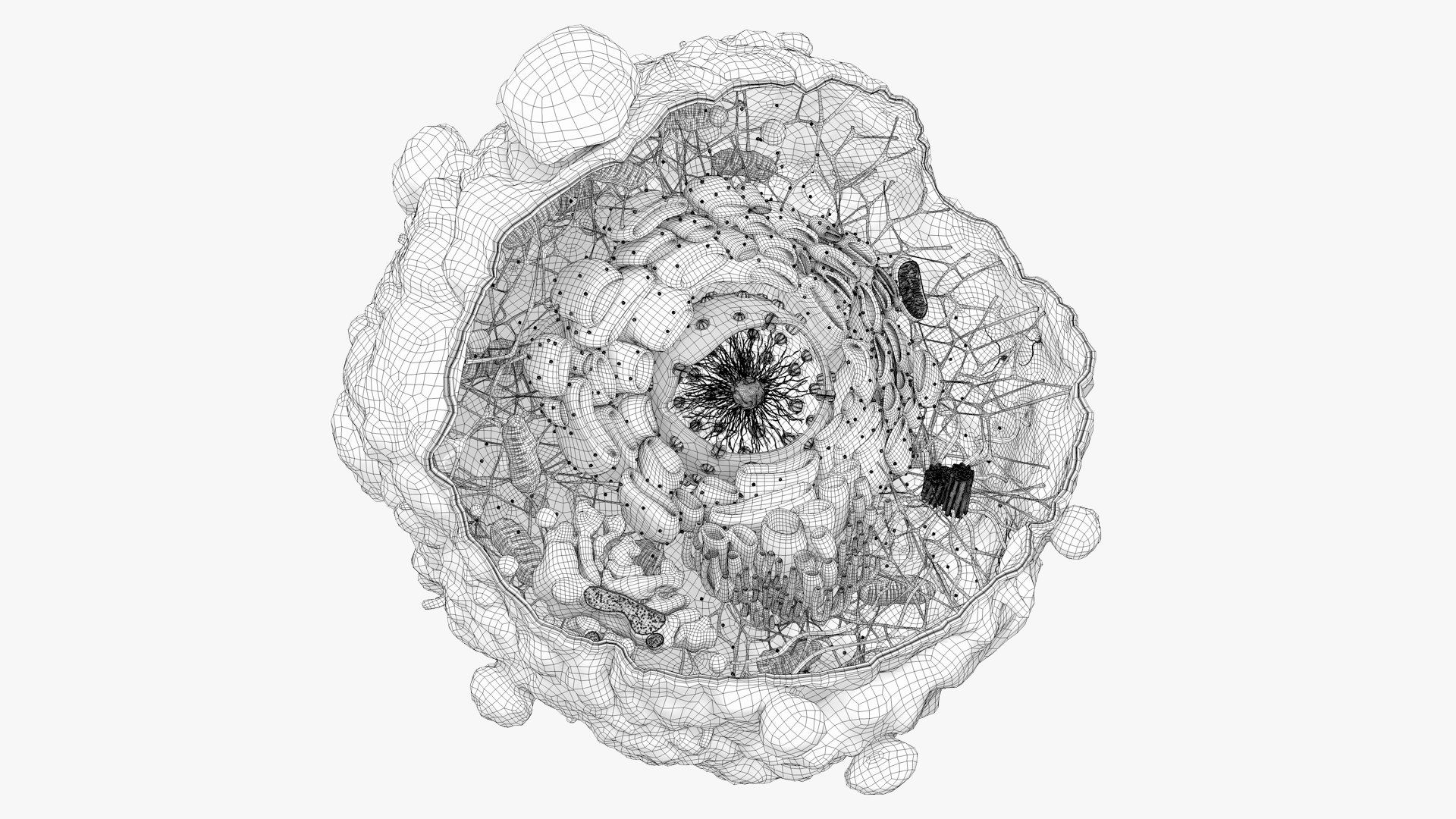 3D cancer cell nucleus model - TurboSquid 1464153