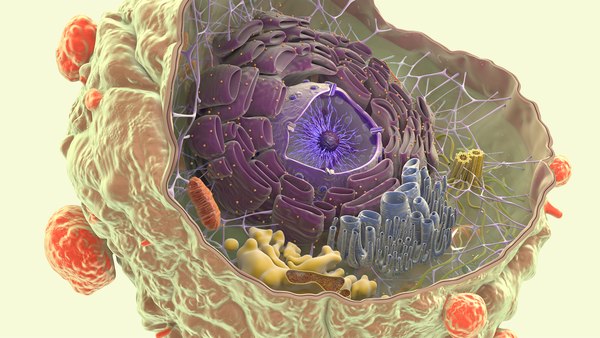 3D cancer cell nucleus model - TurboSquid 1464153