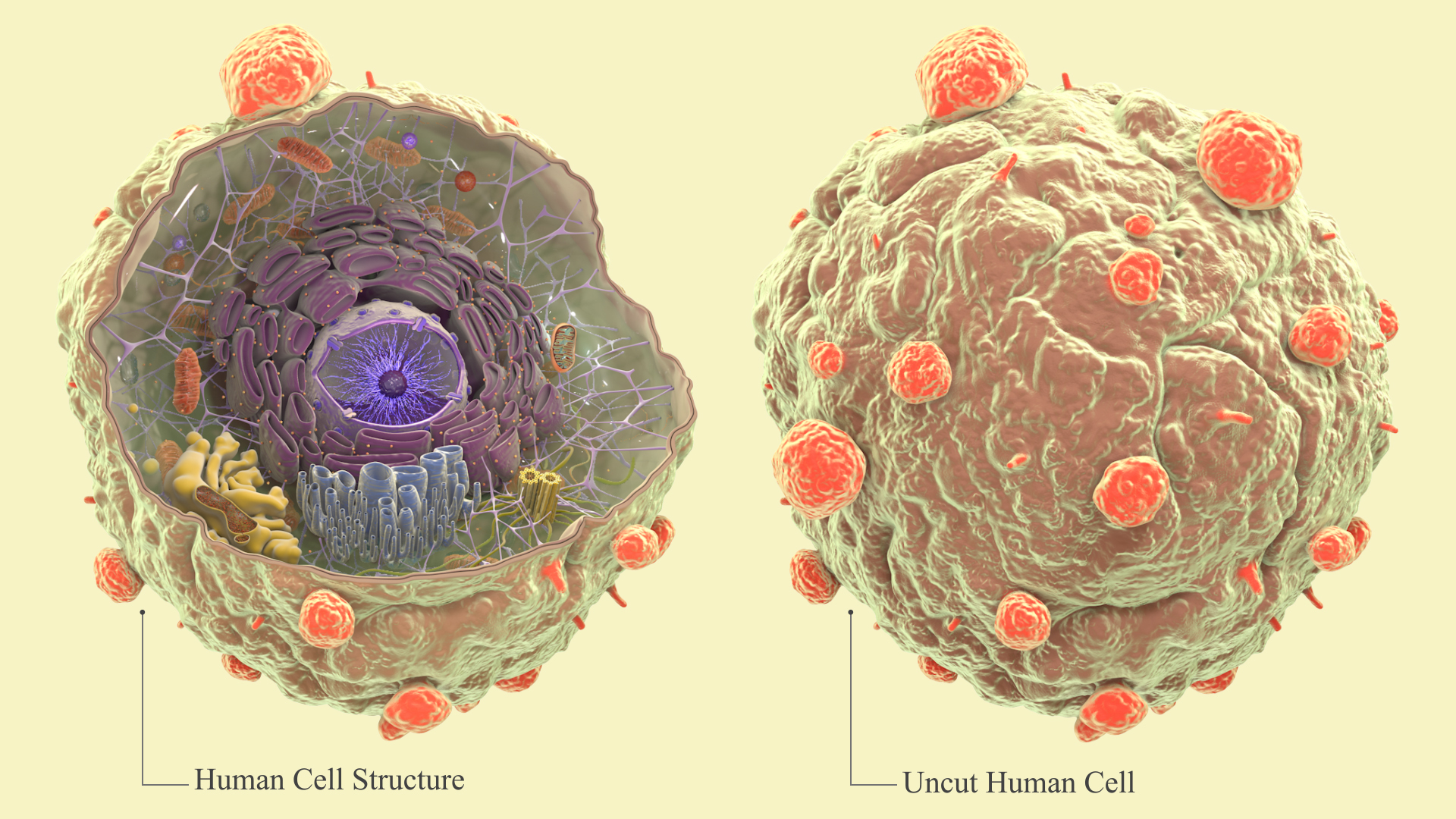 Cancer Cell Structure