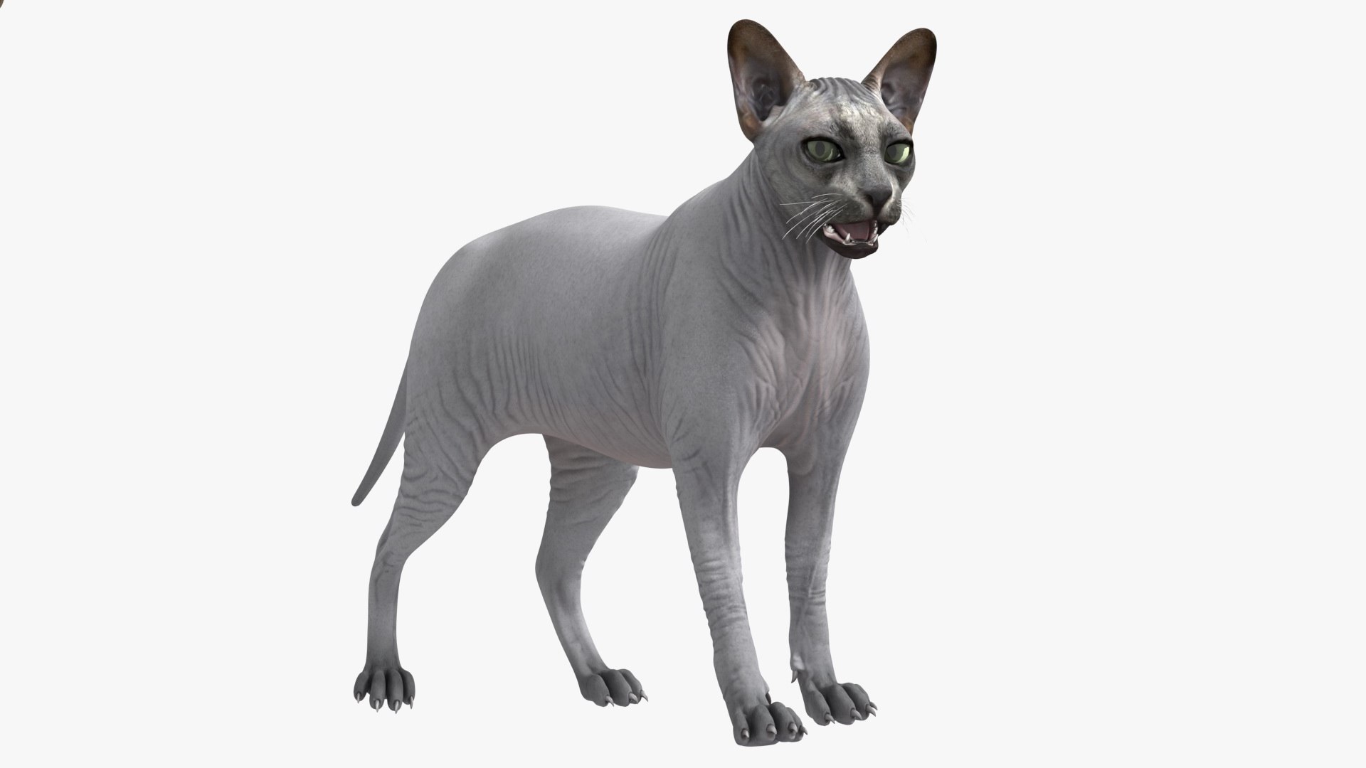 Sphynx cat solid color 3D - TurboSquid 1655395