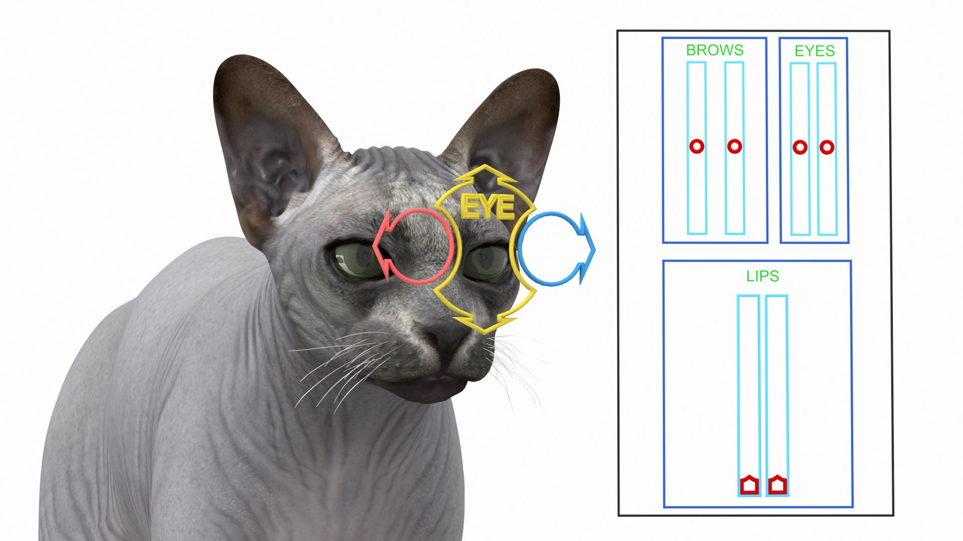 Sphynx Cat Solid Color 3D - TurboSquid 1655395