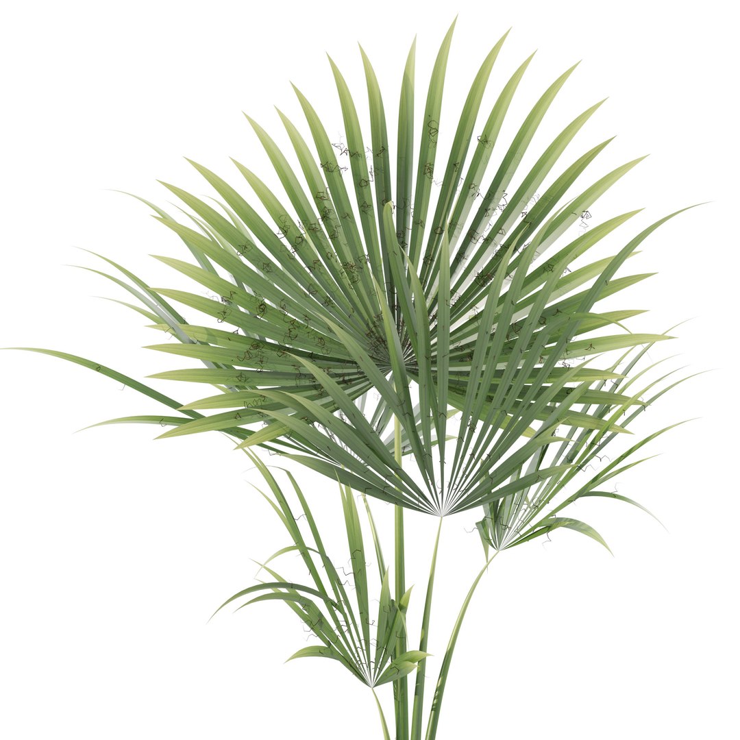 3D Plants Collection 216 - Palm Grass Cactus - TurboSquid 2243977