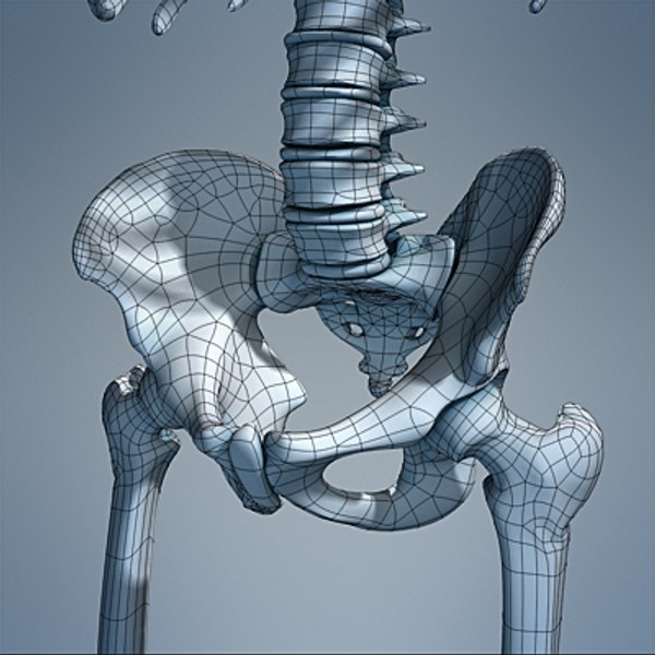 3d max human skeleton