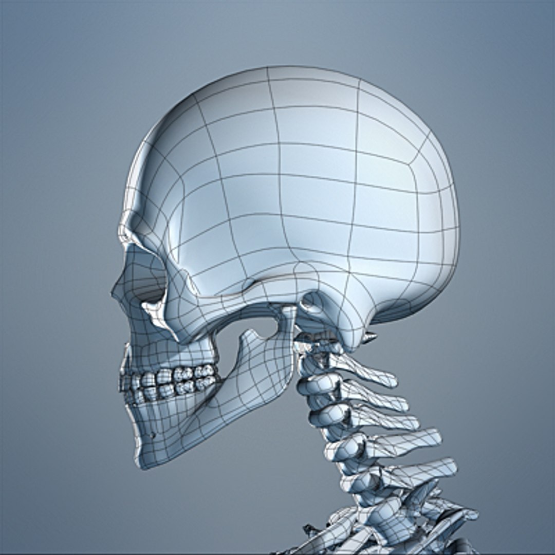 3d Max Human Skeleton