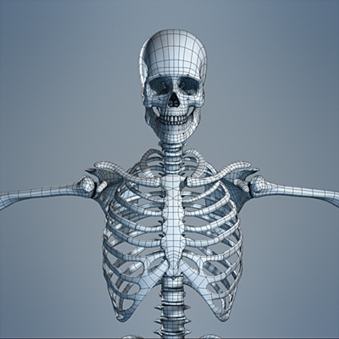 3d Max Human Skeleton
