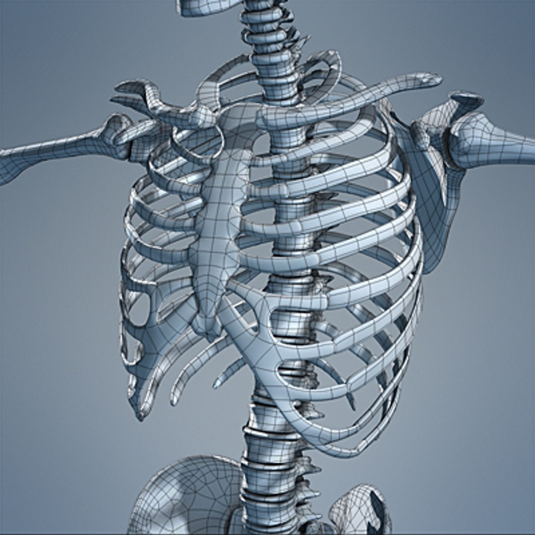 3d Max Human Skeleton