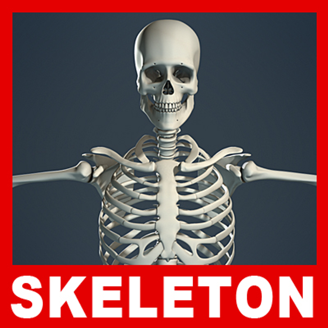 3d max human skeleton