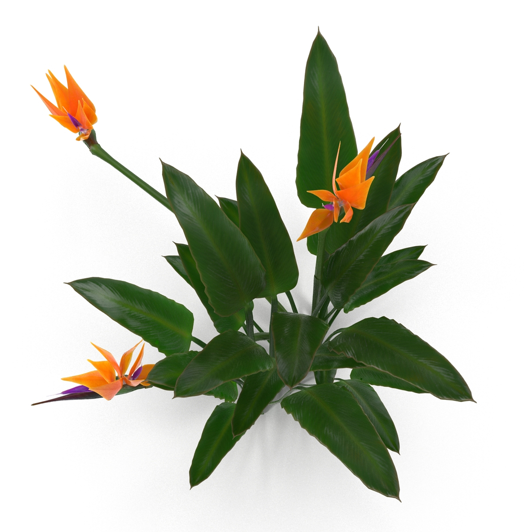 3d model bird paradise plant
