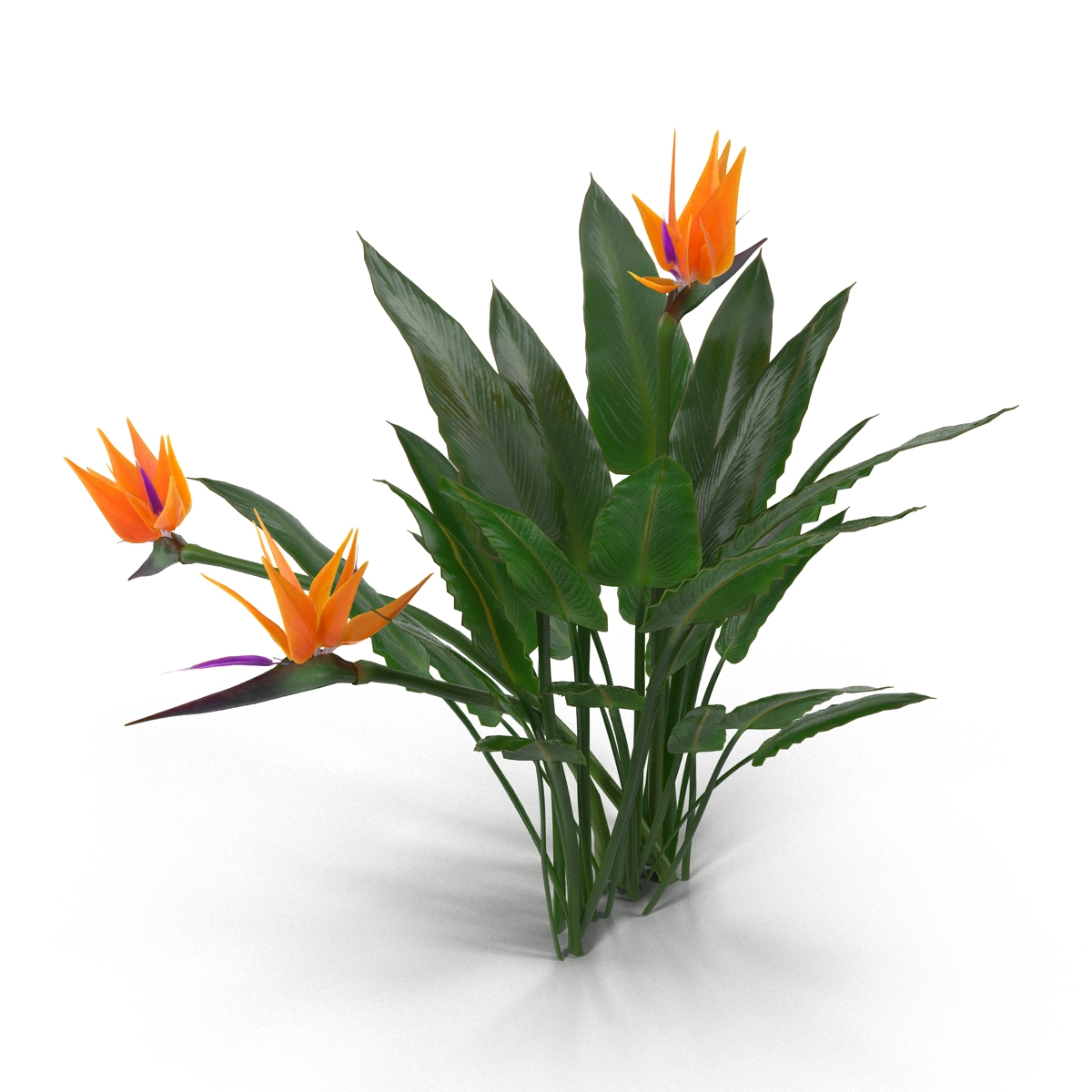 3d model bird paradise plant