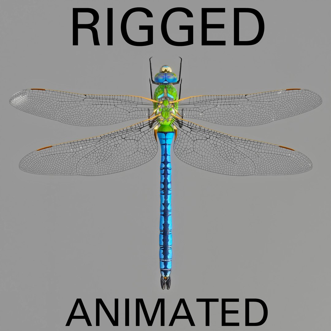 modelo 3d Imperator Anax - TurboSquid 1727563