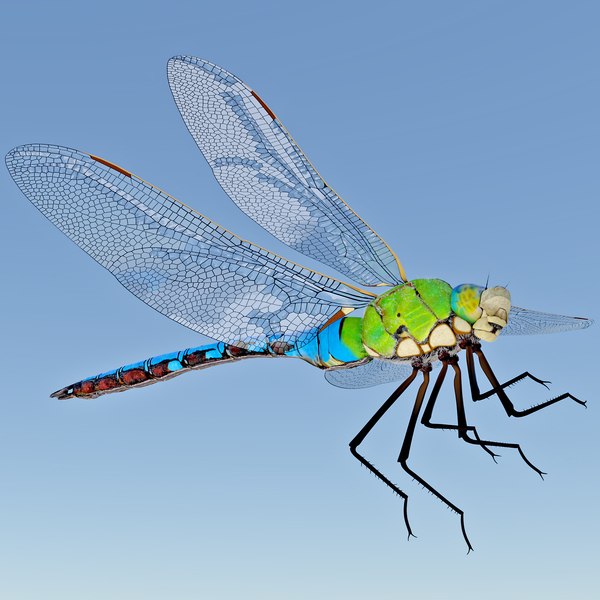 Dragonfly 3D Models for Download | TurboSquid