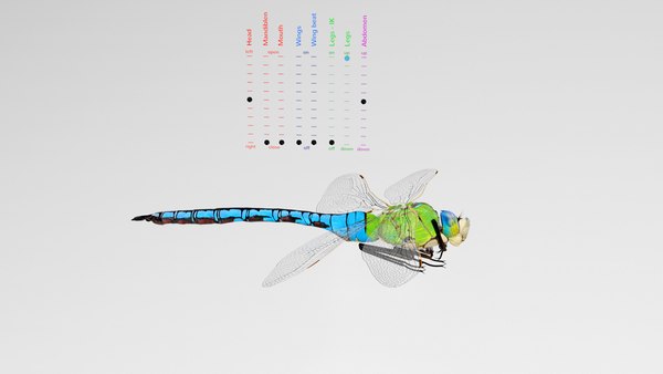 modelo 3d Imperator Anax - TurboSquid 1727563