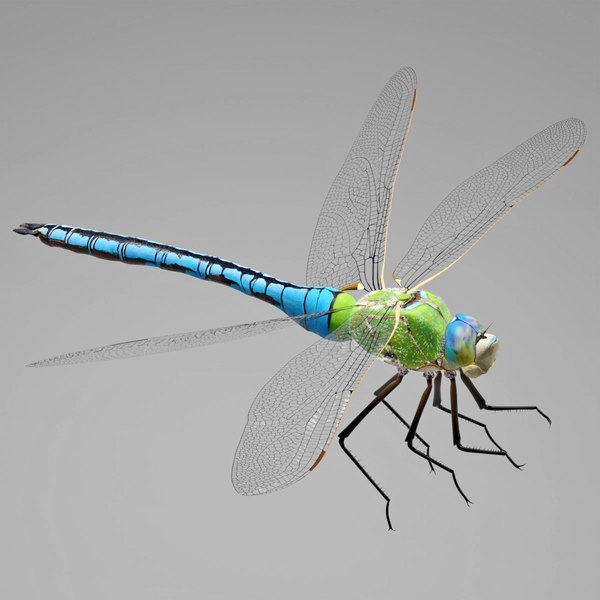 Anax Imperator Modelo 3D - TurboSquid 1727563