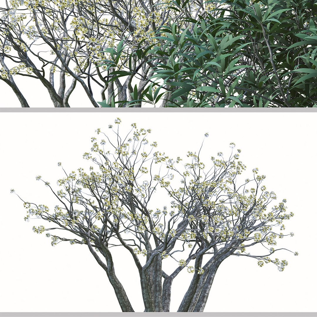 3D Model Set Of Edgeworthia Chrysantha Or Paperbush Plant - 3 Plants ...