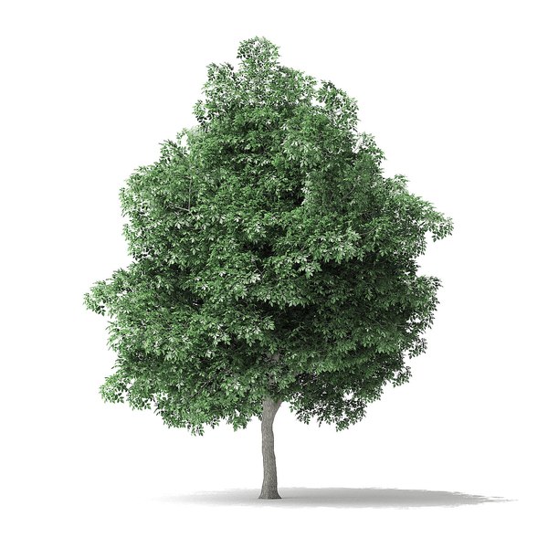 Apple tree 3 8m 3D model - TurboSquid 1252195