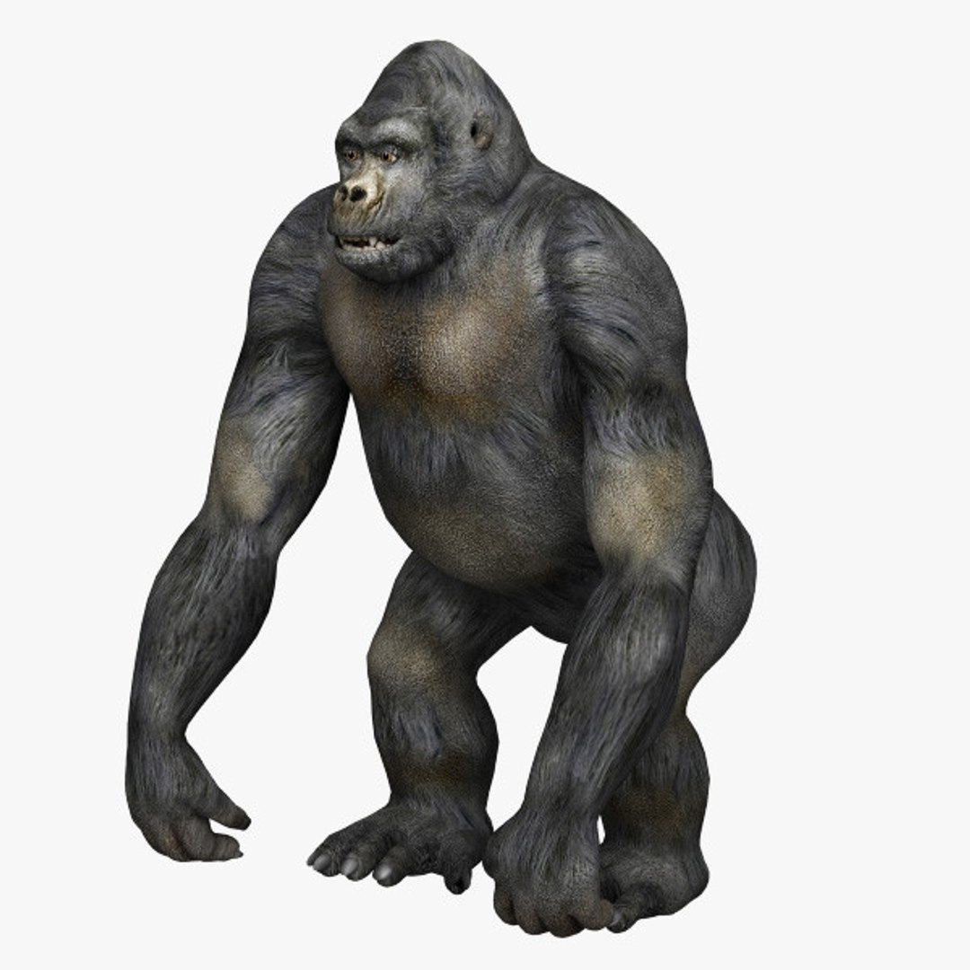3d Gorilla Model
