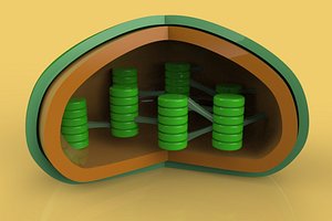 3D Chloroplast Models - Browse & Download Formats - TurboSquid