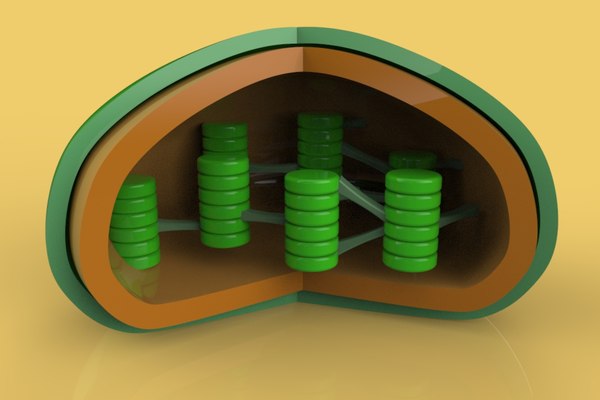3D Chloroplast Models | TurboSquid