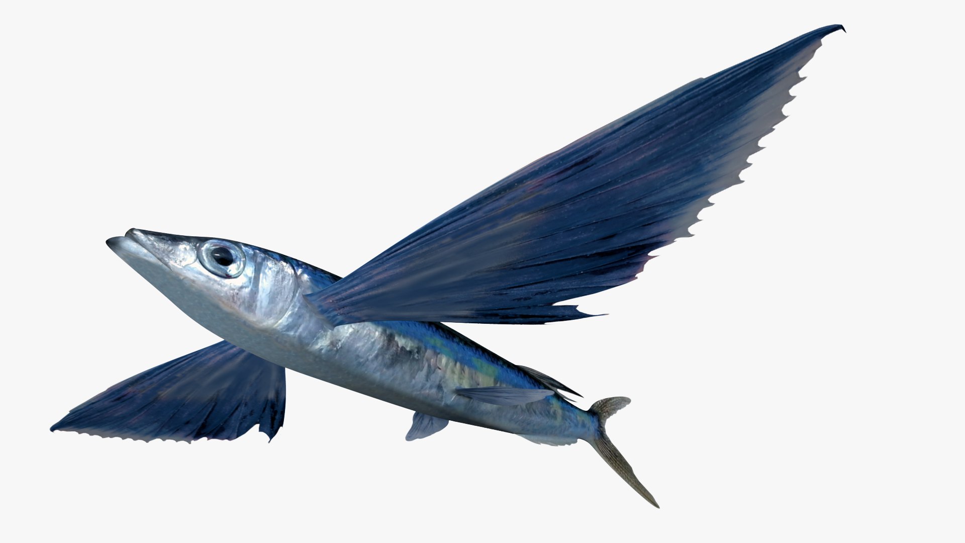 3D Sharpchin Flyingfish - TurboSquid 1752971