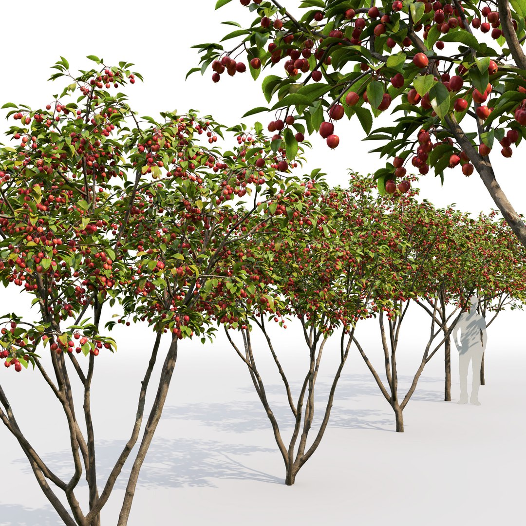Malus Trees 3D Model - TurboSquid 1527702