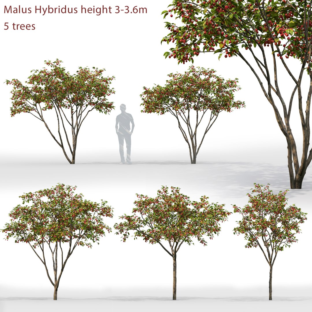 Malus Trees 3D Model - TurboSquid 1527702