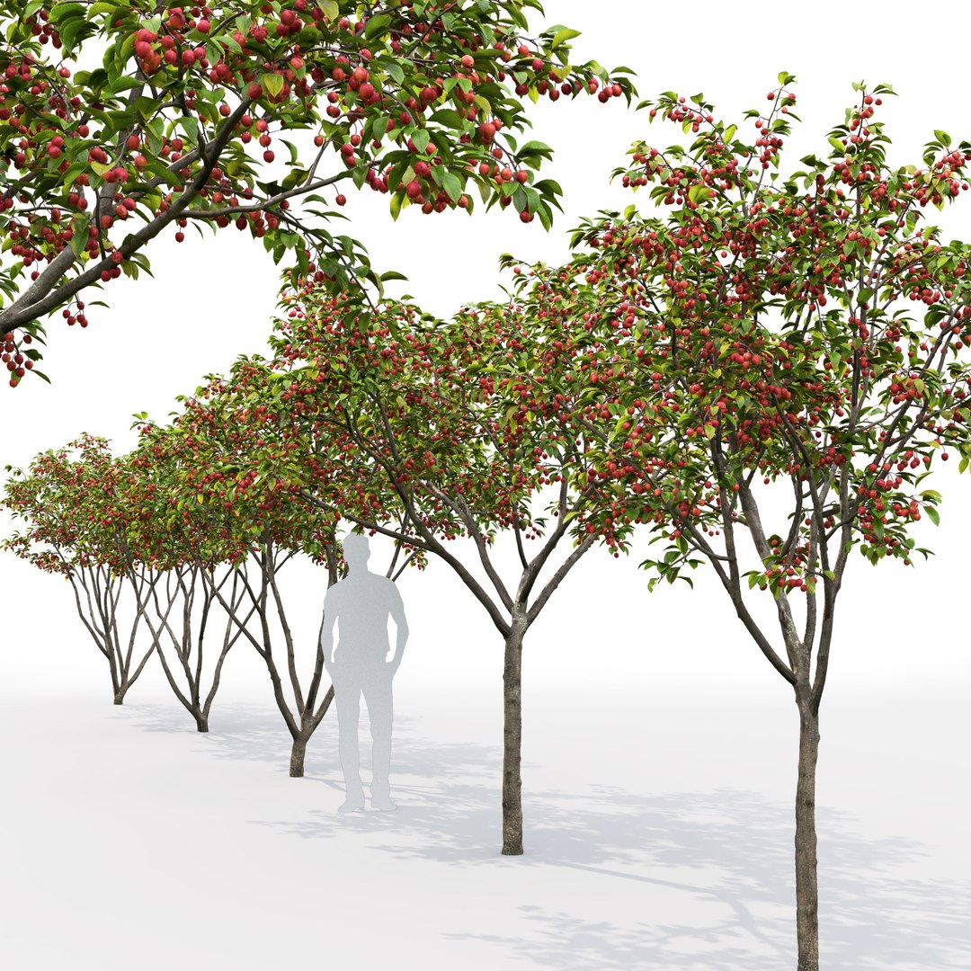 Malus Trees 3D Model - TurboSquid 1527702