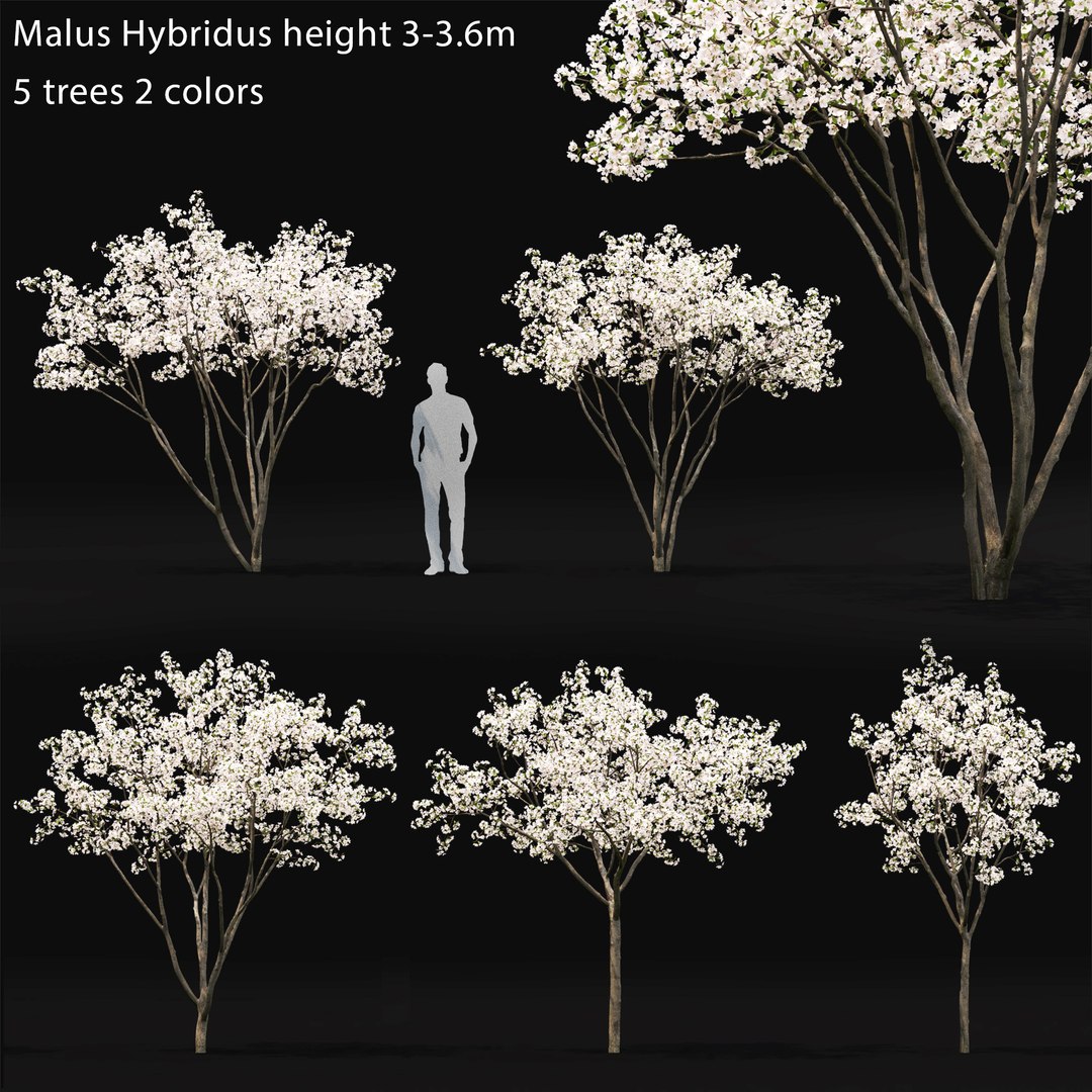 Malus Trees 3D Model - TurboSquid 1527702