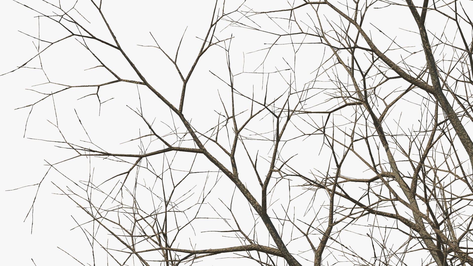 3D Bare Winter Maple Tree - TurboSquid 2194748