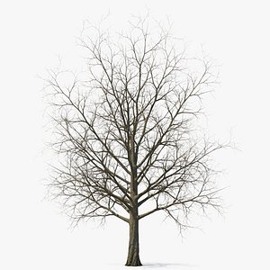 Maple Tree 3D Models for Download | TurboSquid