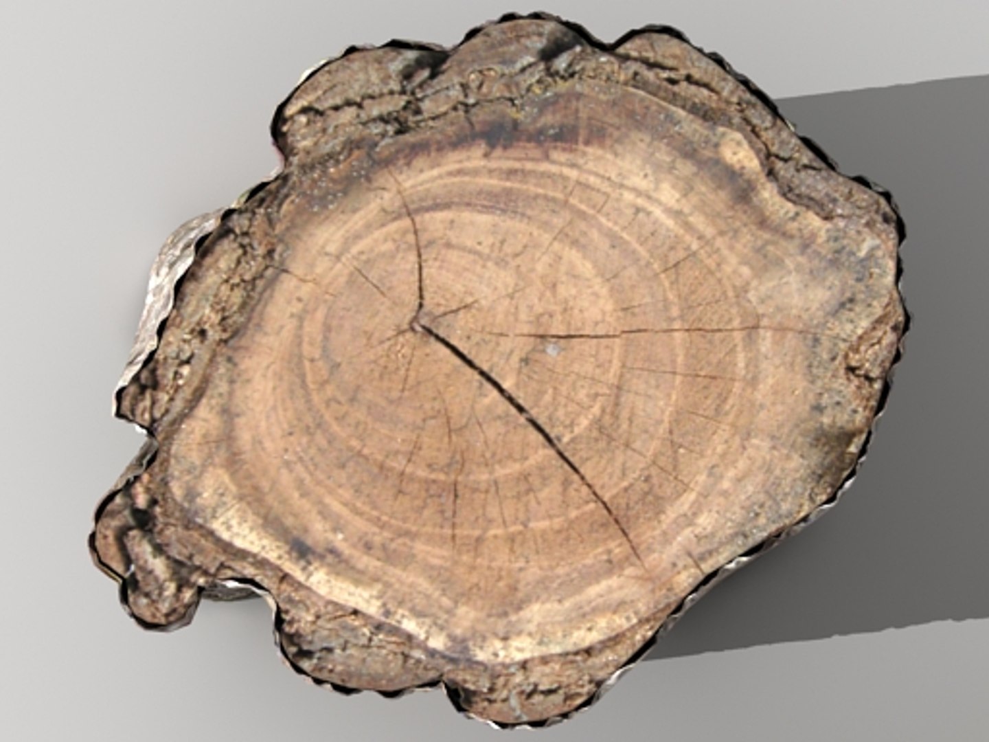 3d Model Trunks Standard