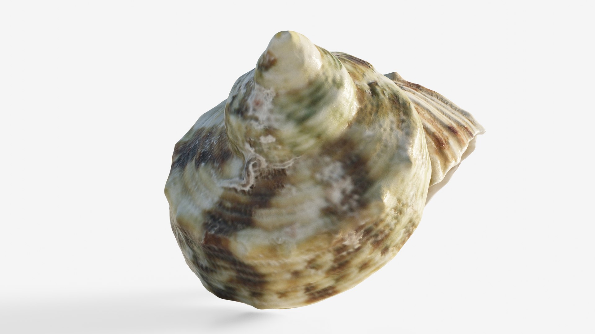 Scanned Seashell Model - TurboSquid 2345940
