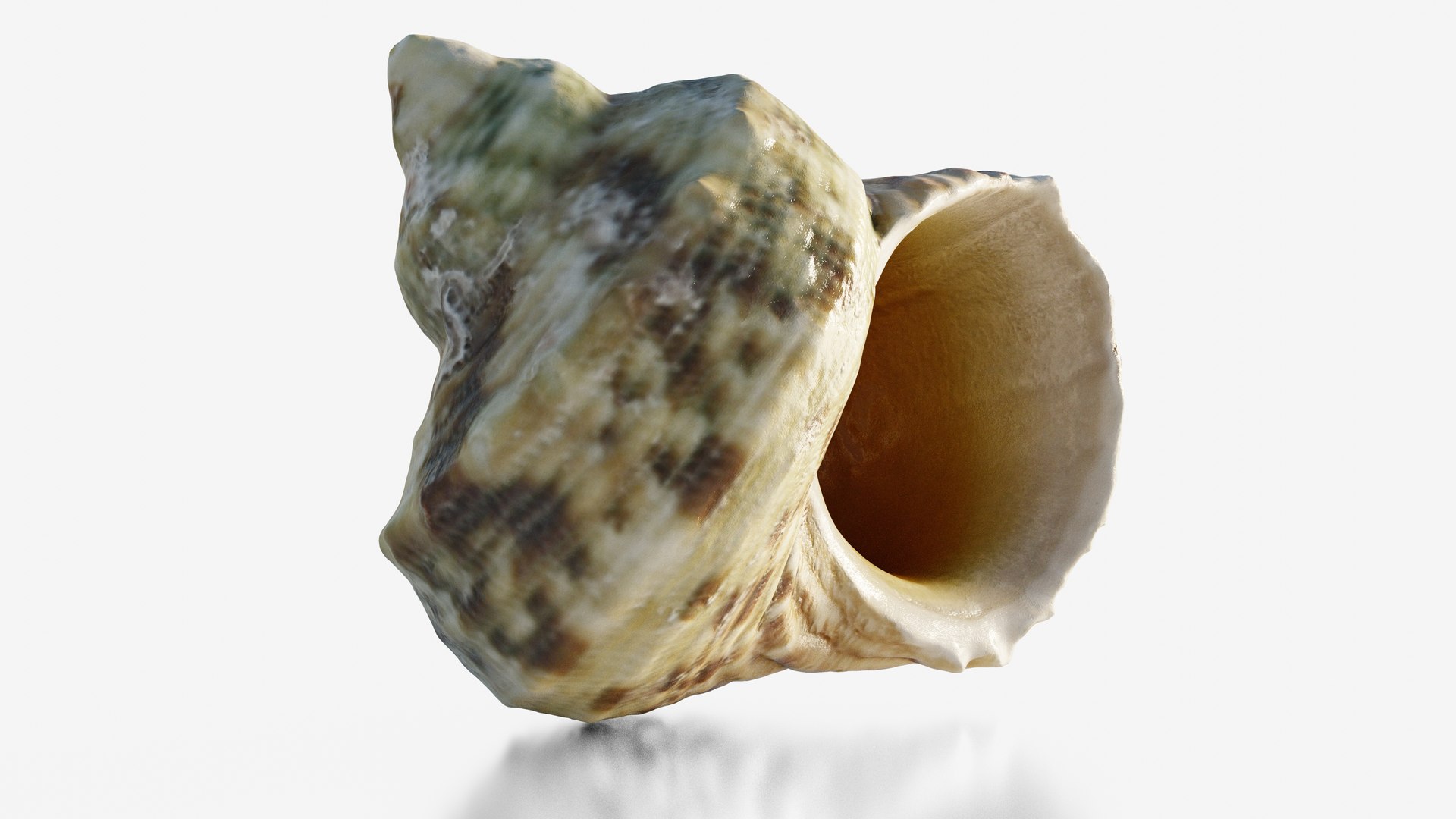 Scanned Seashell Model - TurboSquid 2345940