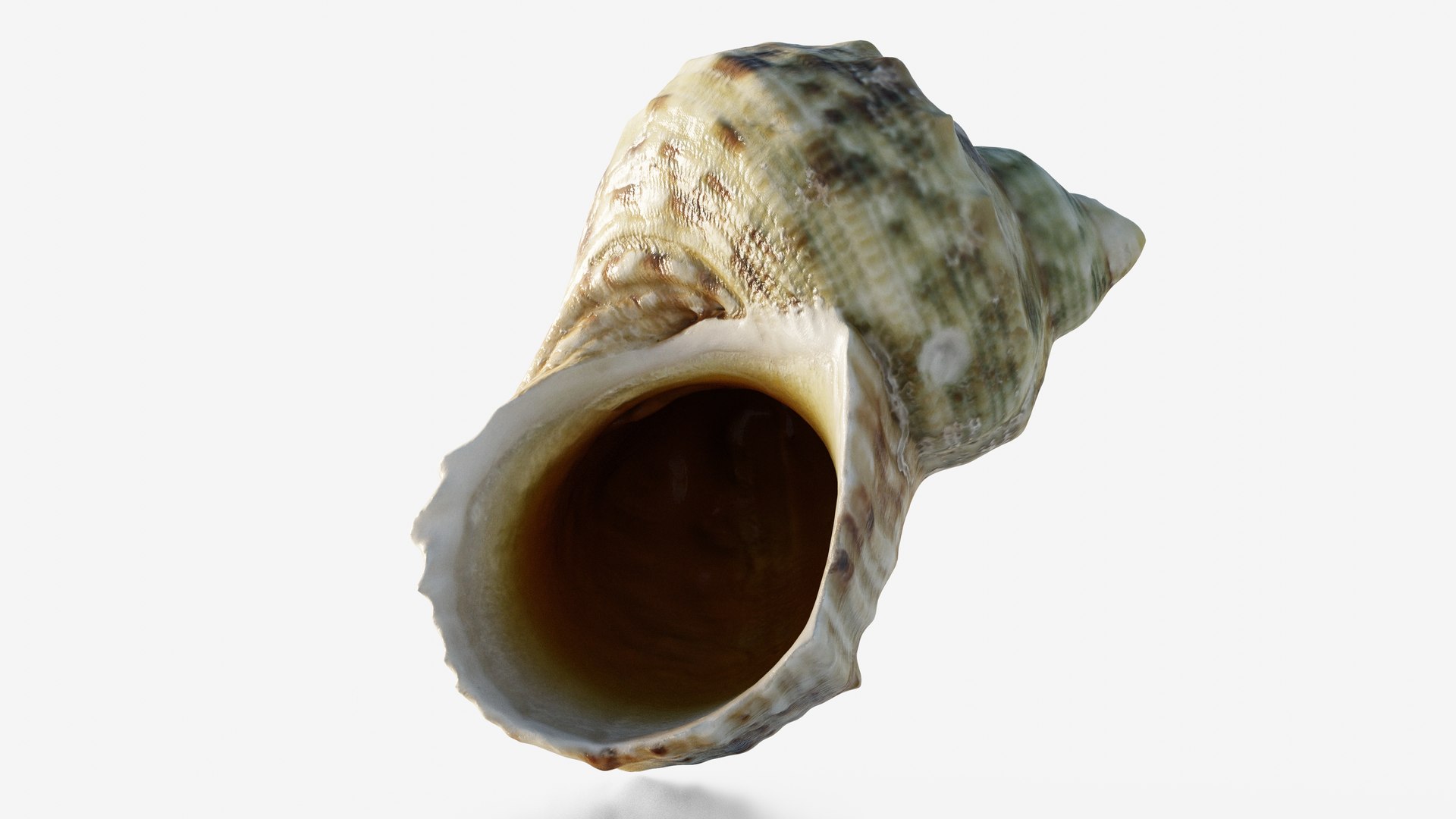 Scanned Seashell Model - TurboSquid 2345940