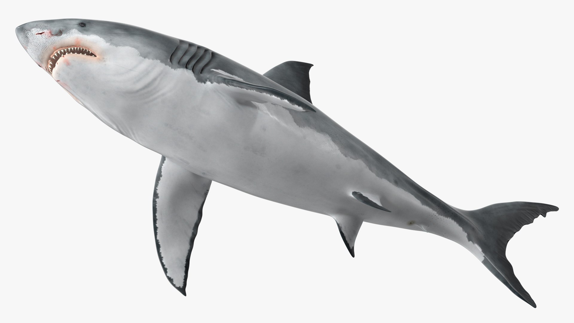 Great White Shark Blood Stained 3D model - TurboSquid 2140552