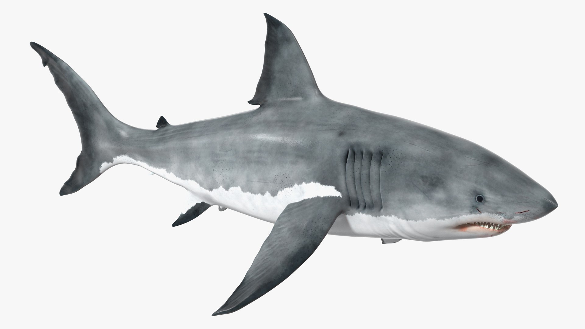Great White Shark Blood Stained 3D model - TurboSquid 2140552