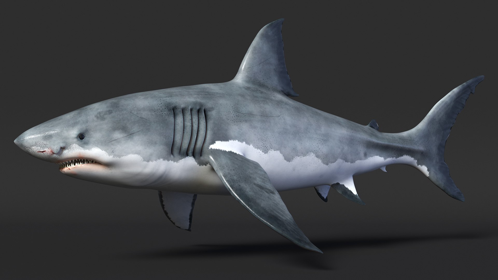 Great White Shark Blood Stained 3D model - TurboSquid 2140552