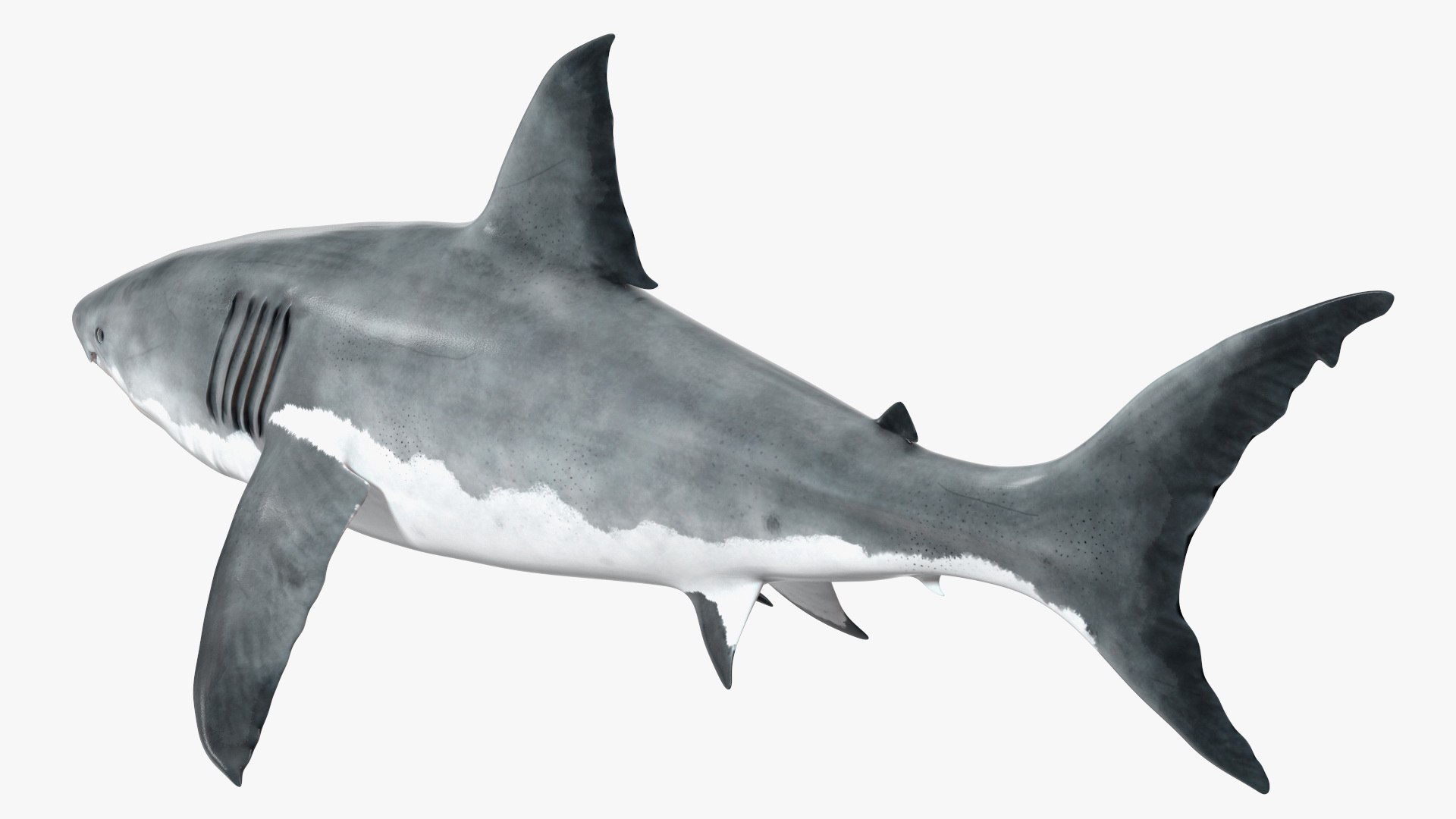 Great White Shark Blood Stained 3D model - TurboSquid 2140552