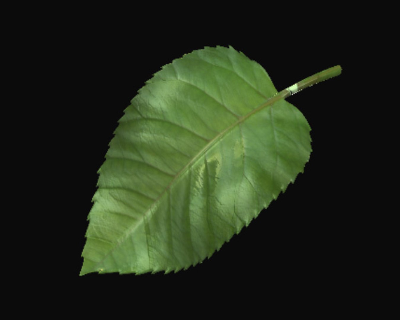 Leaf 3d Model