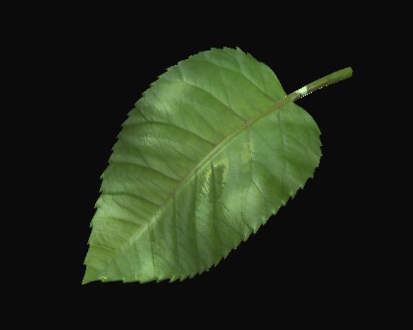 leaf 3d model